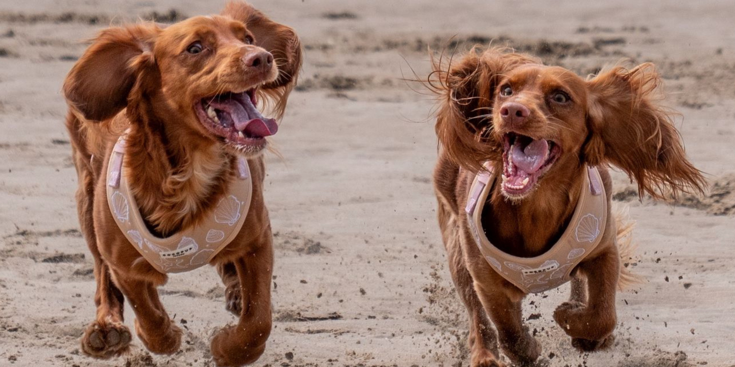 Woofify Me | Dog Accessories, Carriers & More - Barbados #1 Dog Brand